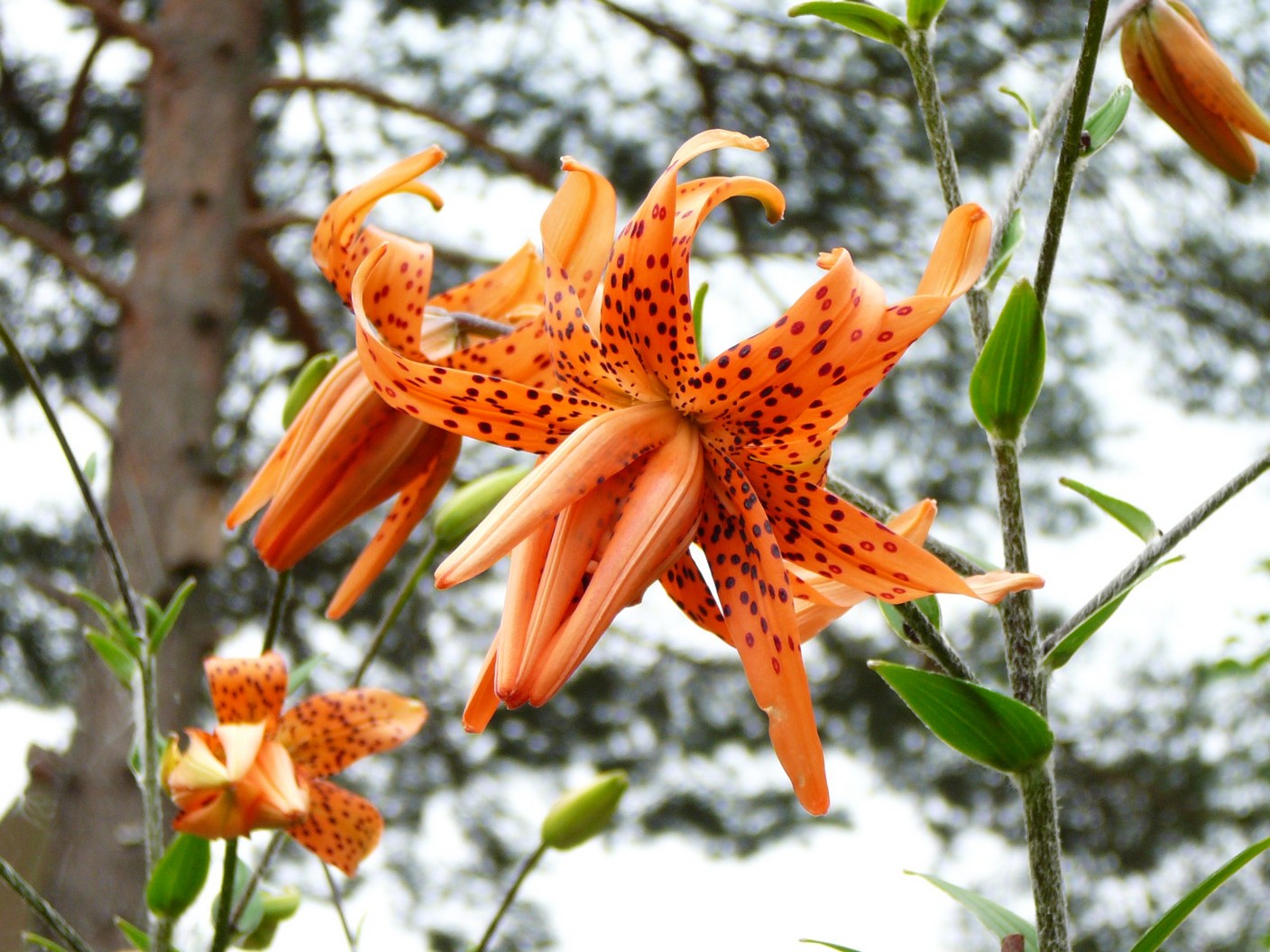 Tontun piha: Liljat ovat kukoistaneet