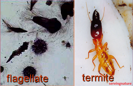 Healthy Body-Healthy Mind: Medical Parasitology