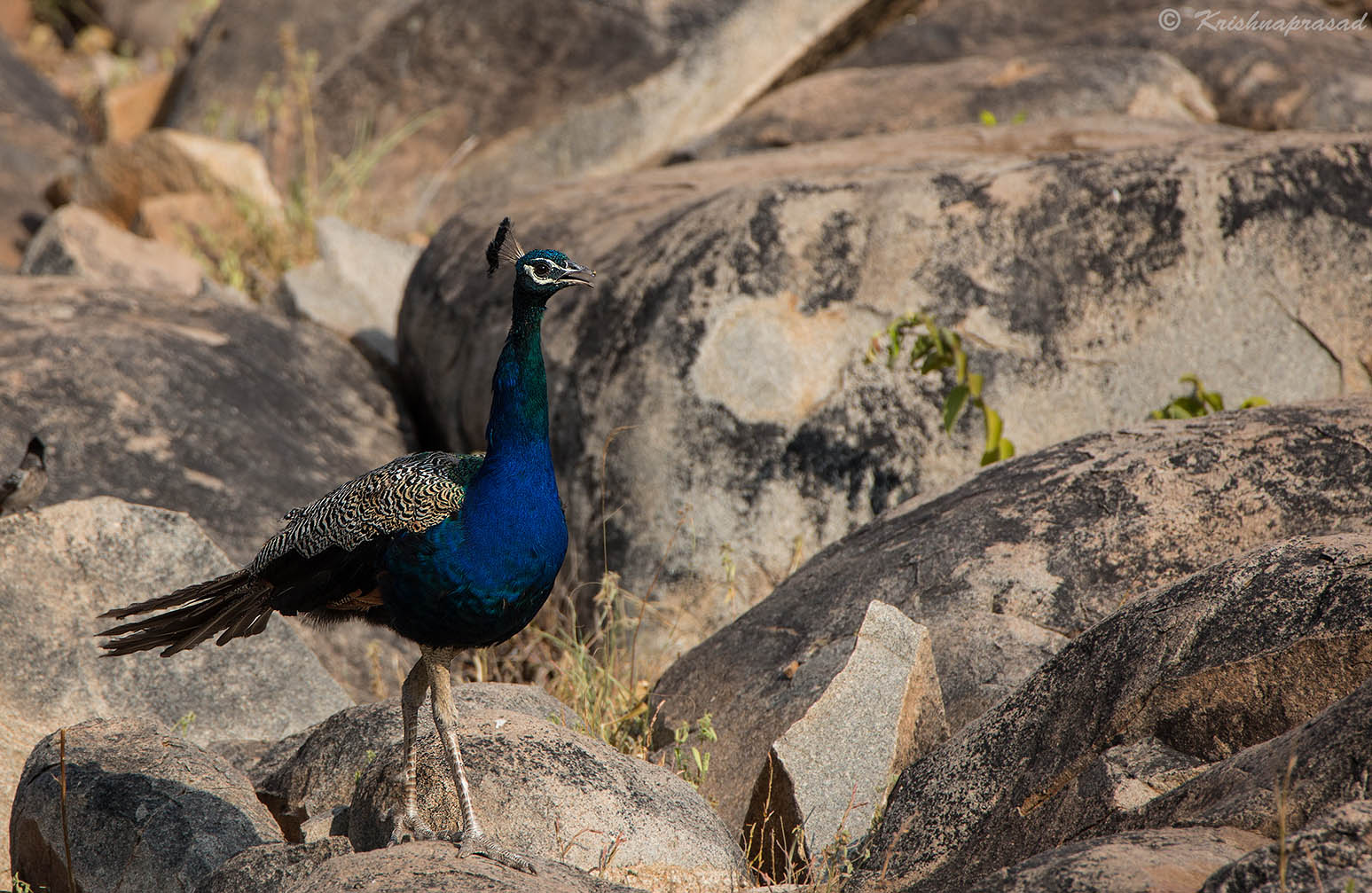 DAROJI - BEAR with ME