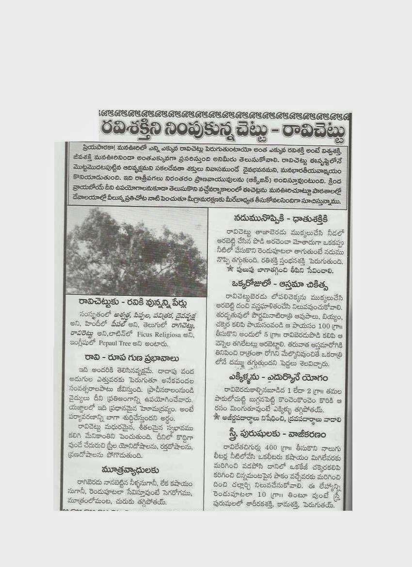 AYURVEDAM - ఆయుర్వేదం: RAVI CHETTU ( PIPAL TREE ) - AYURVEDAM