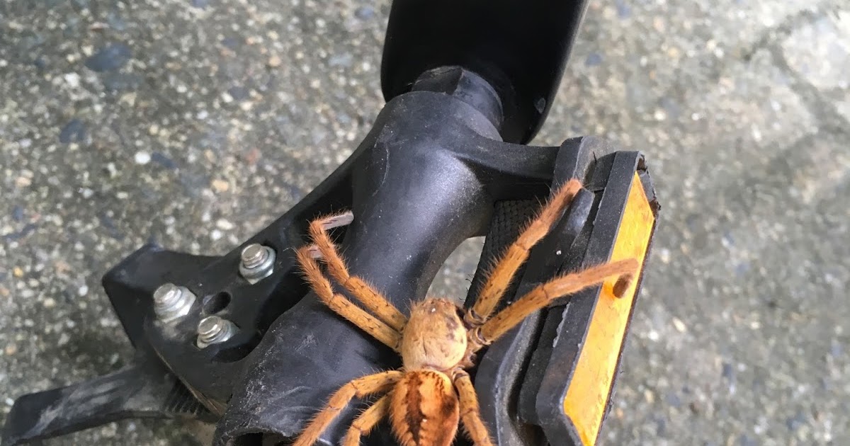 Giant spiders, cycling in Cairns, and Crystal Cascades Park