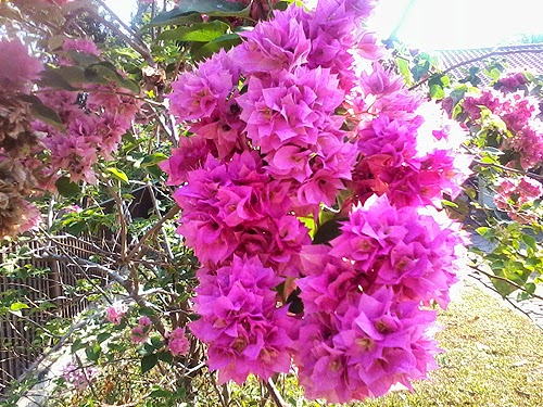 Bougainvillea -Boganvilla flowers | SL Flora