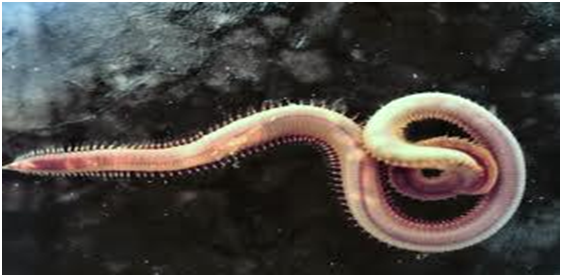 Biologia: Nematelmintos