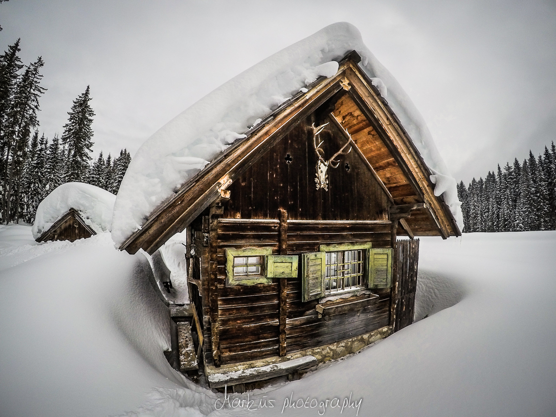 Mala podlasica ( Mustela nivalis)