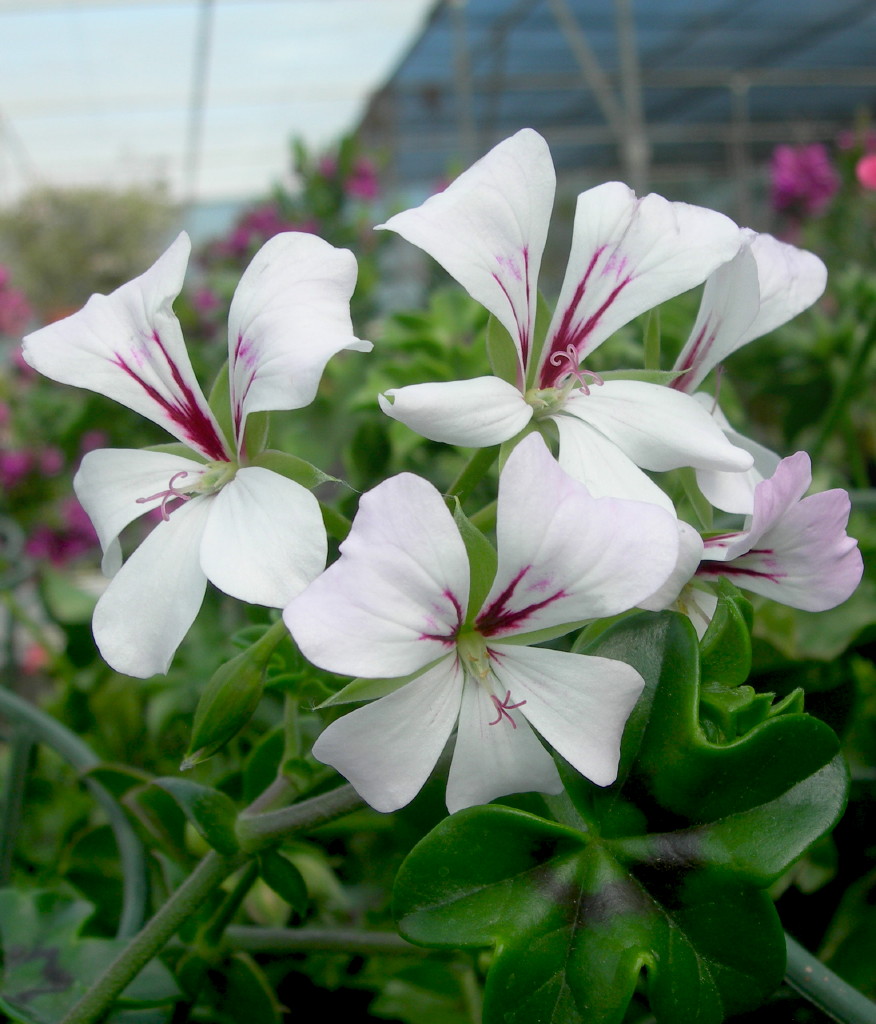 Viveros Vangarden: "Primavereando"
