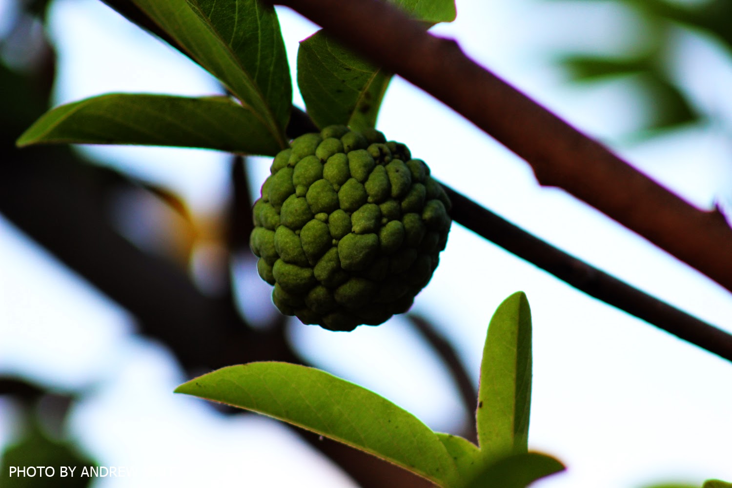 Ako si ANDREW IBOT!: Atis (Sugar apple, Sweet sop)