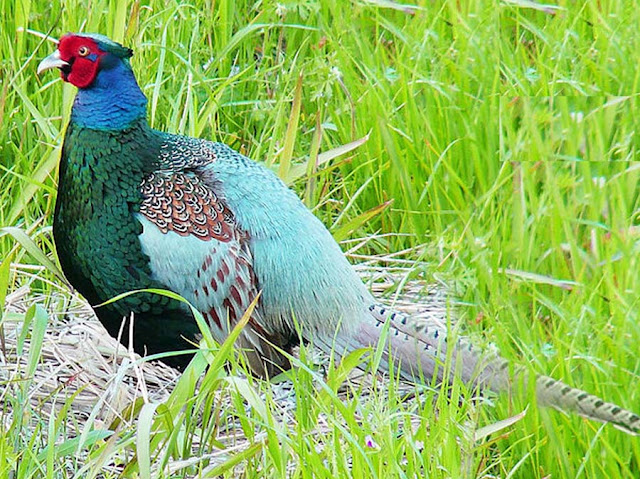 Sana pets: Green Pheasant