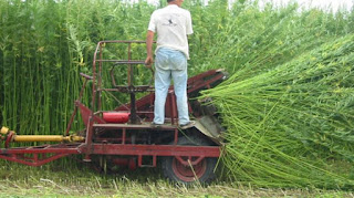 Friends of Cannabis: Πράσινη ανάπτυξη και βιομηχανική κάνναβη