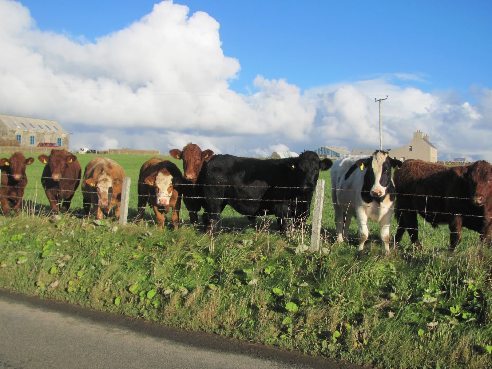 Planting dreams Growing blessings: Cows