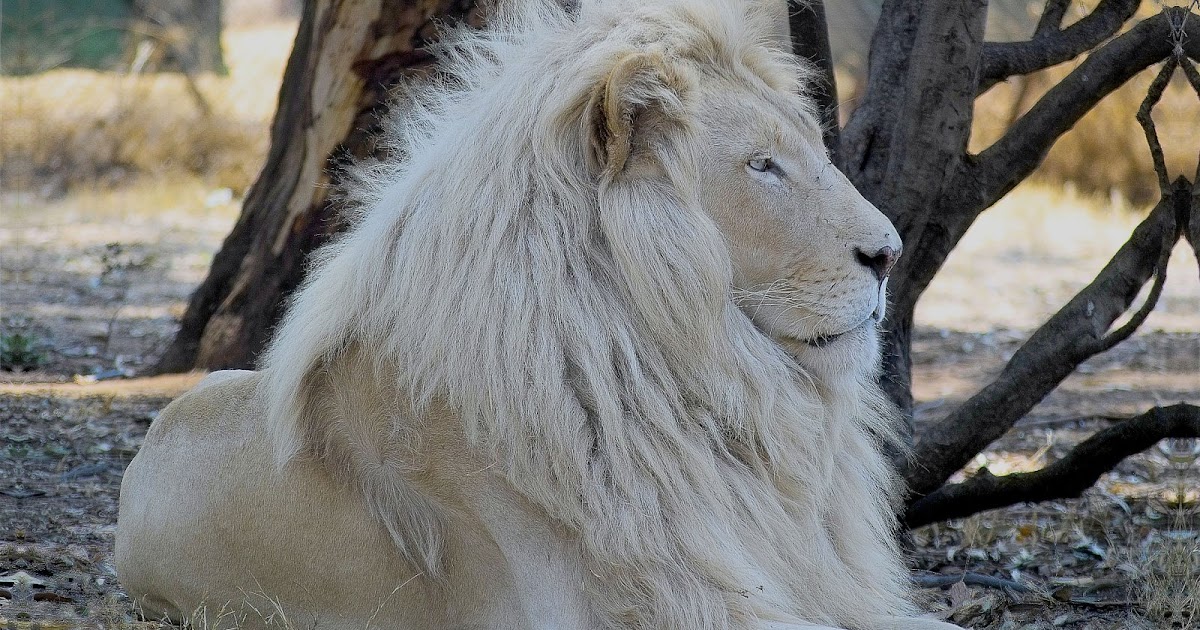 FAUNA: El león blanco.