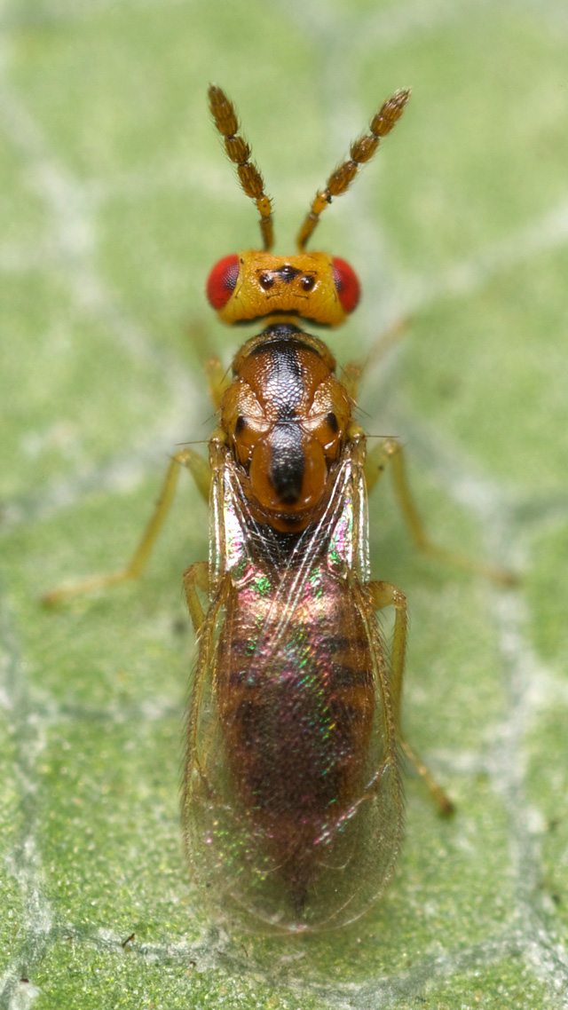 ムシをデザインしたのはダレ？: ヒメコバチ科 Cirrospilus phyllocnistis (Ishii) ♀