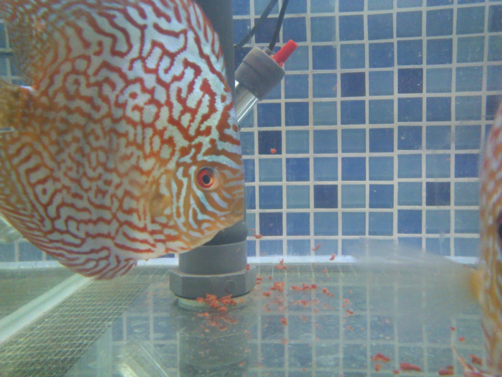 Discus Vigo: Galaxy Turquoise
