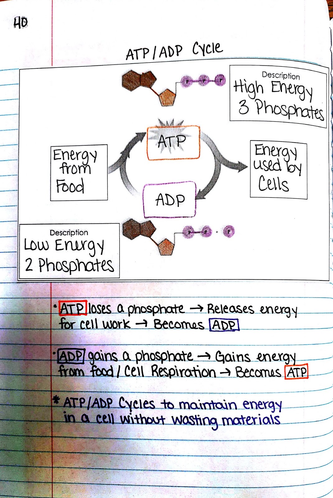 I Teach Science and...: Sample INB Unit for Biology