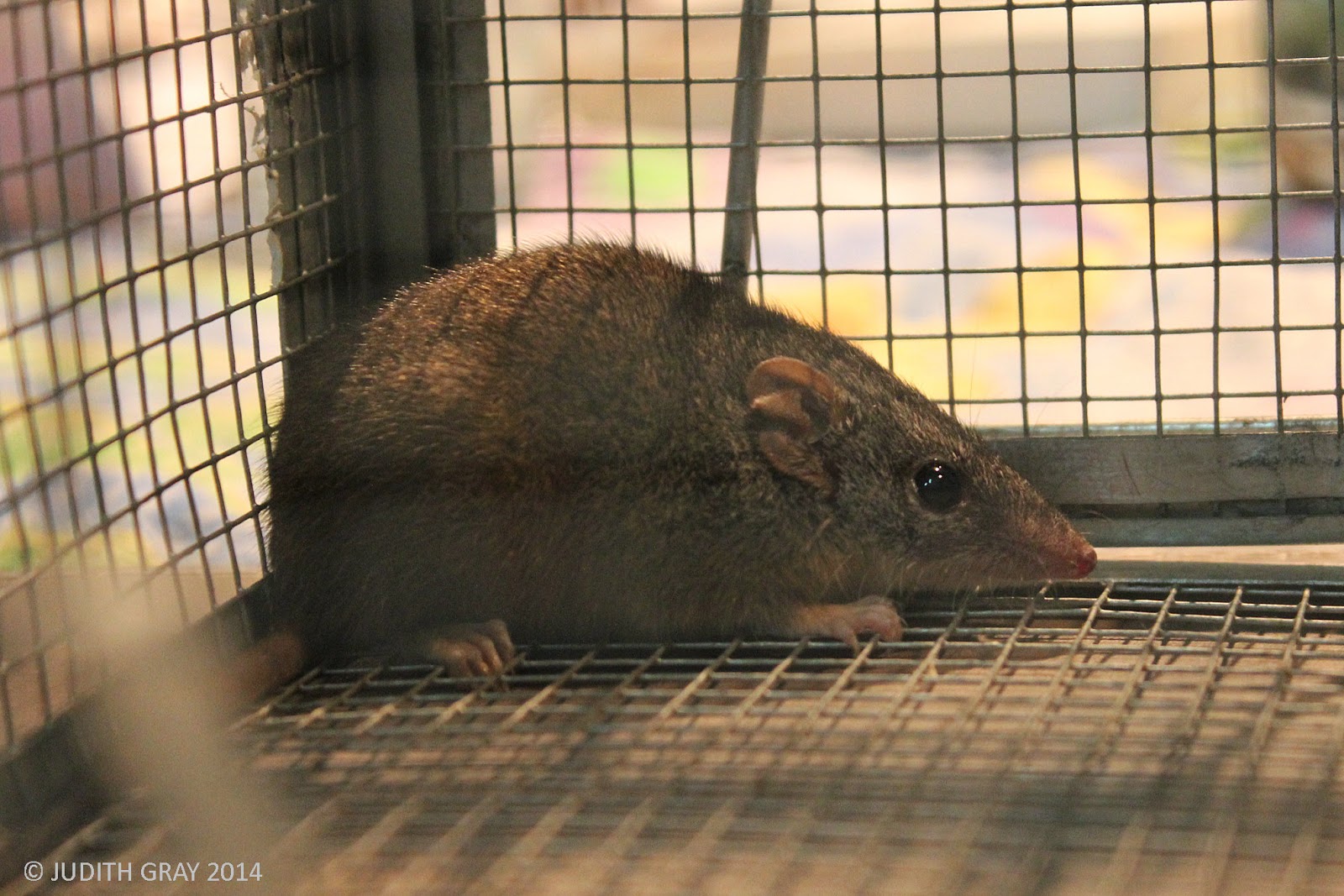 The Antechinus family has moved in