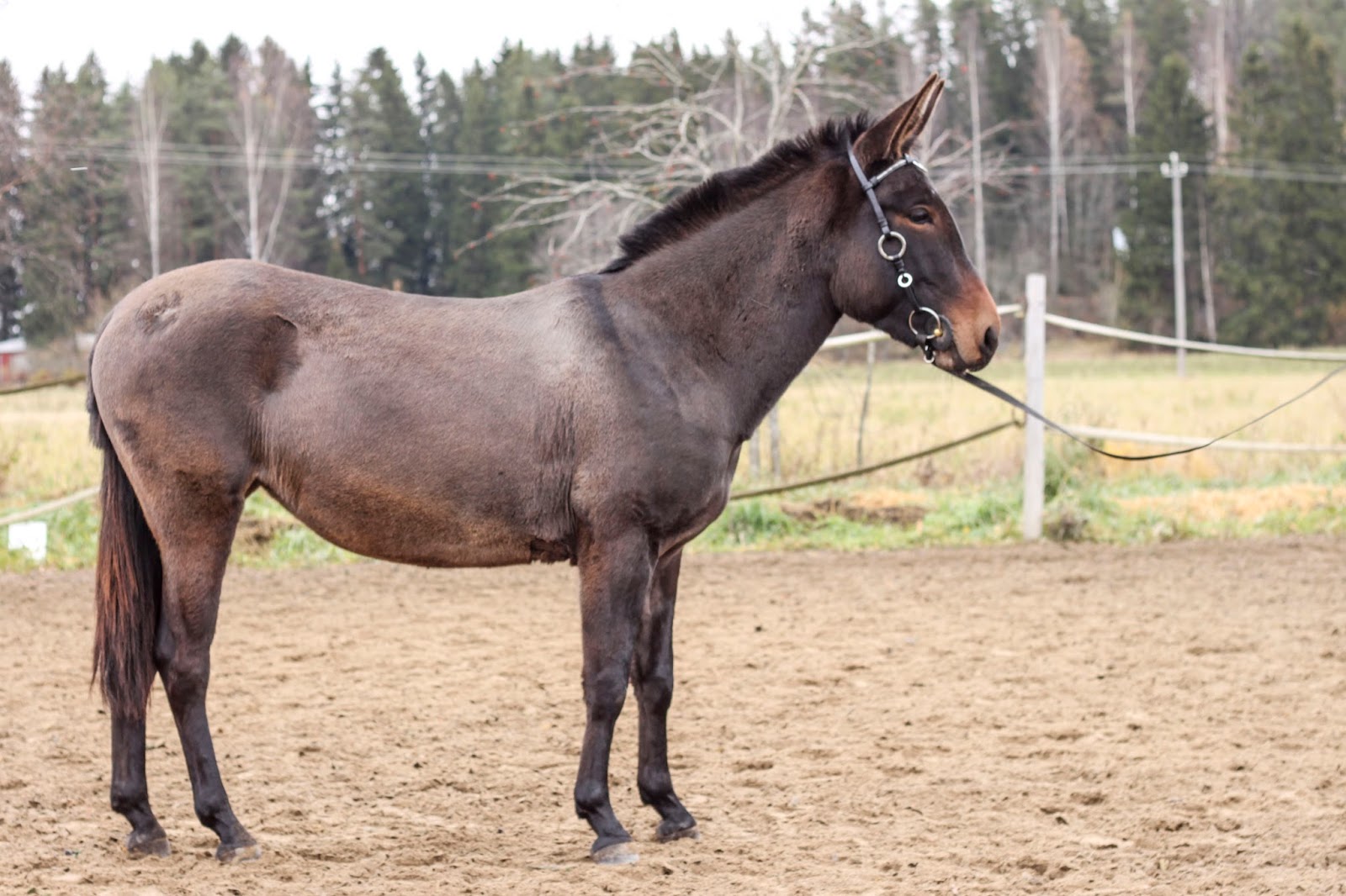 Muuliprojekti: Rehuanalyysin ja ruokintasuunnitelman tärkeys