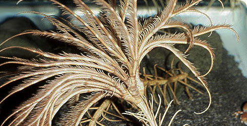 Bagi Bagi: Ciri-ciri dan klasifikasi serta gambar filum Echinodermata