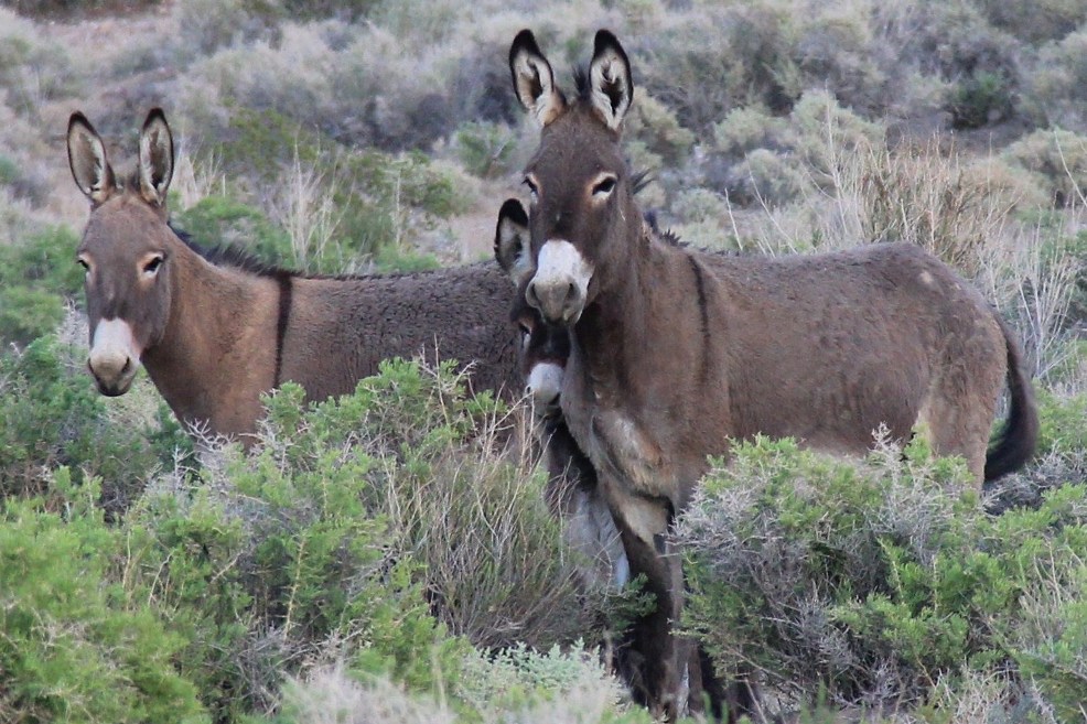 Nevada and Utah: Wild Burros and Horses