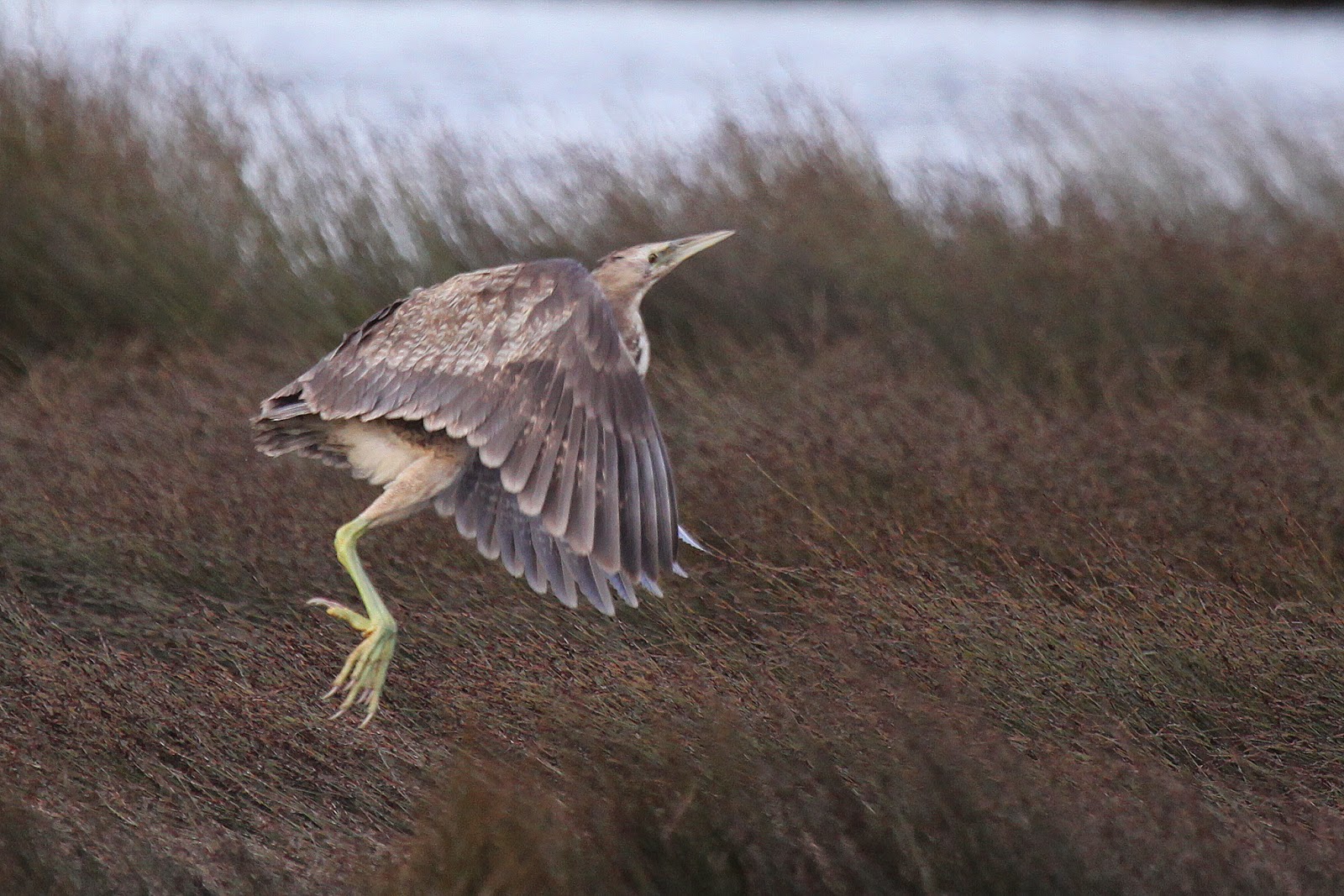 Bittern blog: Protocols for the inventory and monitoring of populations ...