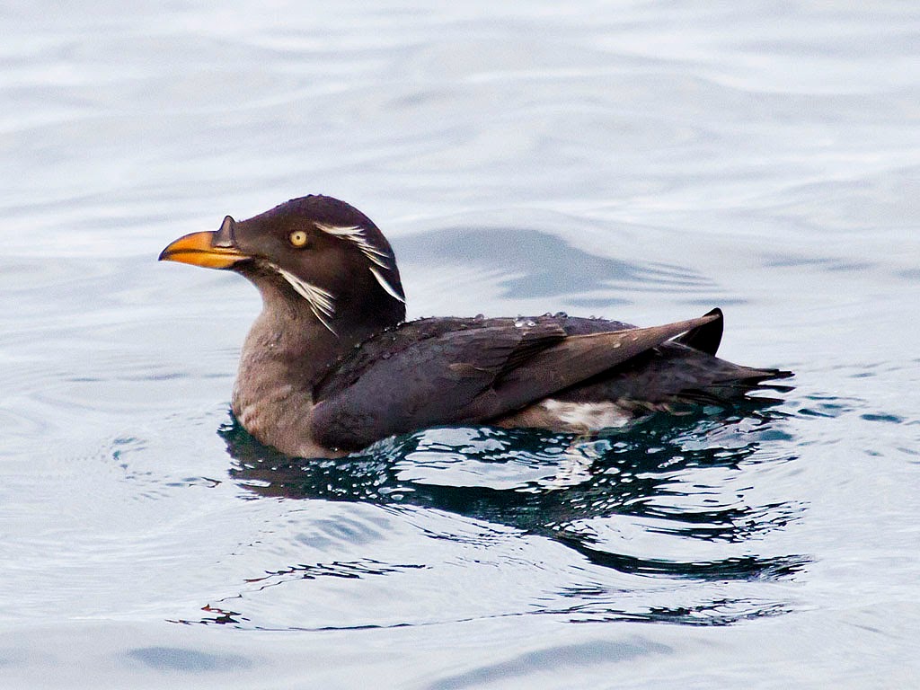 Rhinoceros Auklet - Birds World
