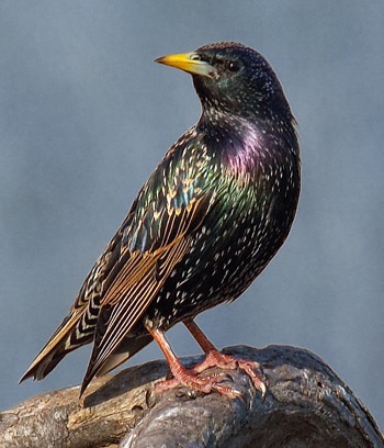 Wonder and Whimsy: Allegory Gallery - Starling Wing Reveal