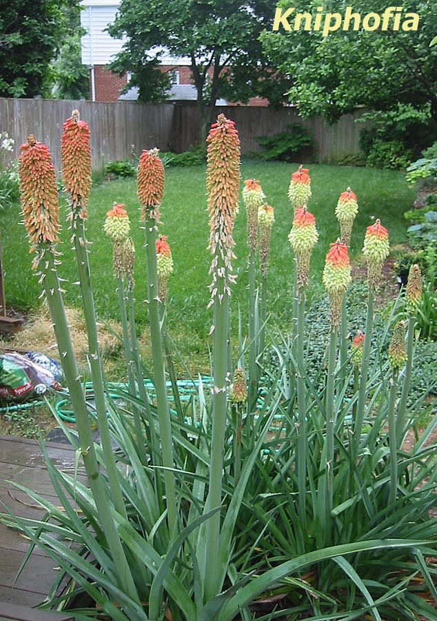 A Leafy Indulgence: Dueling Red Hot Pokers