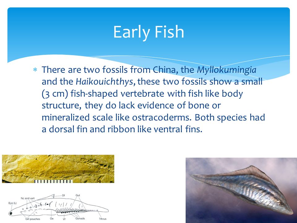 Biological Freak: 最早的脊椎動物化石—海口魚(Haikouella )及昆明魚(Myllokumingia) 10-21-2018