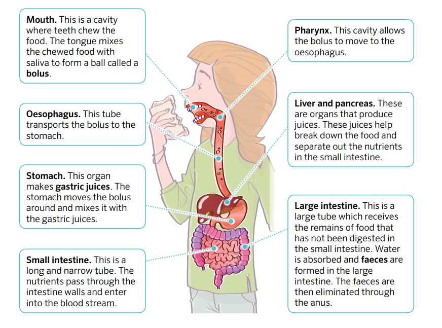 English is everywhere: The digestive system