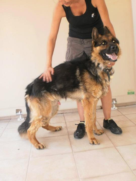 DogWorld: O Klaus (γερμανικό ποιμενικό) θέλει να ελευθερωθεί.Θα τον ...