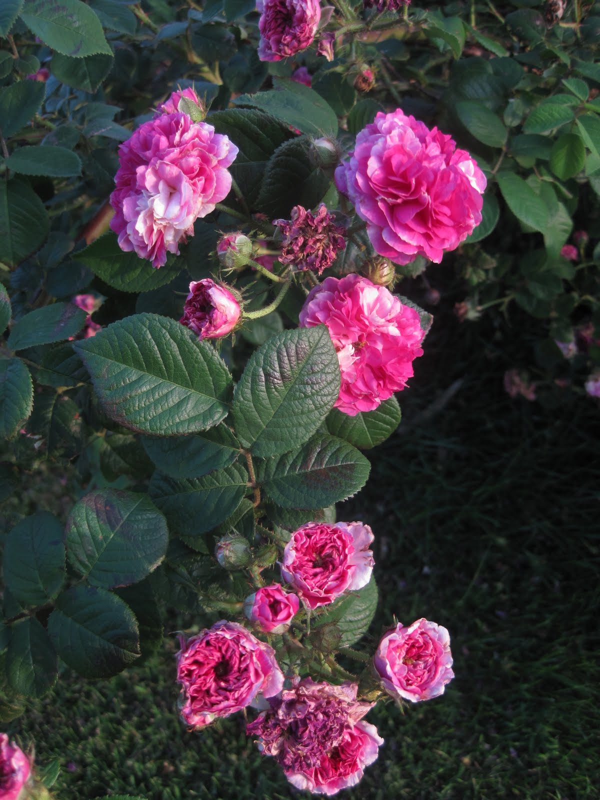 Shabby Pink World: Antique Seven Sister's Rose Bush