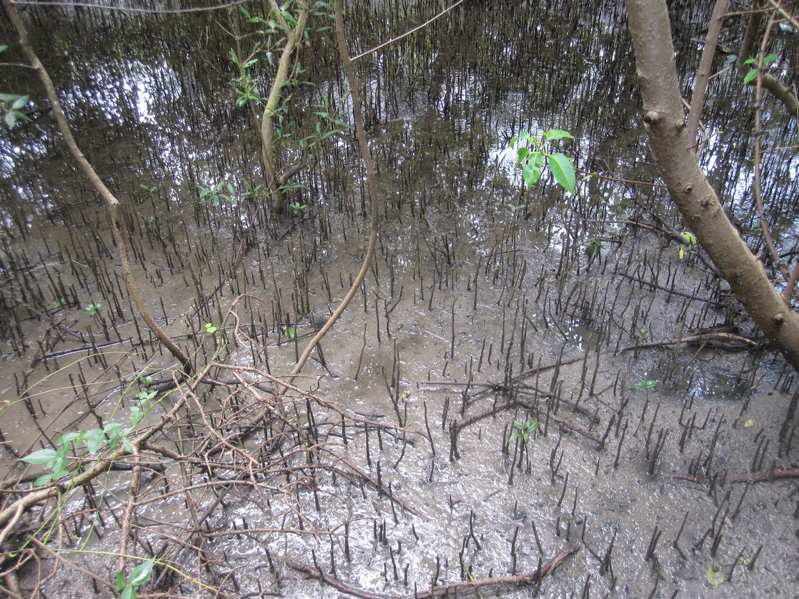 Kavita Shivdasani's Know Your Environment