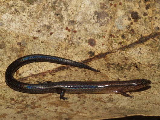 Species New to Science: [Herpetology • 2013] Sphenomorphus sheai • A ...