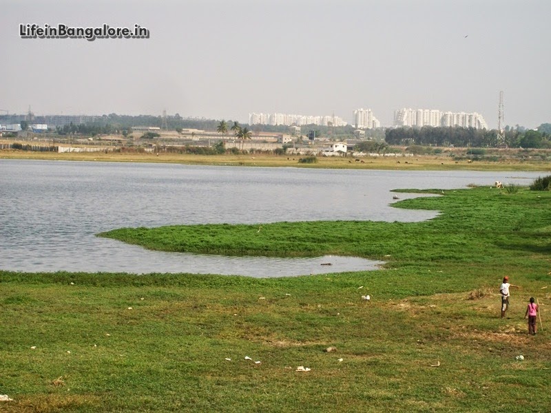 LifeinBLR - Life in Bangalore: Begur Lake Bangalore Photo Album