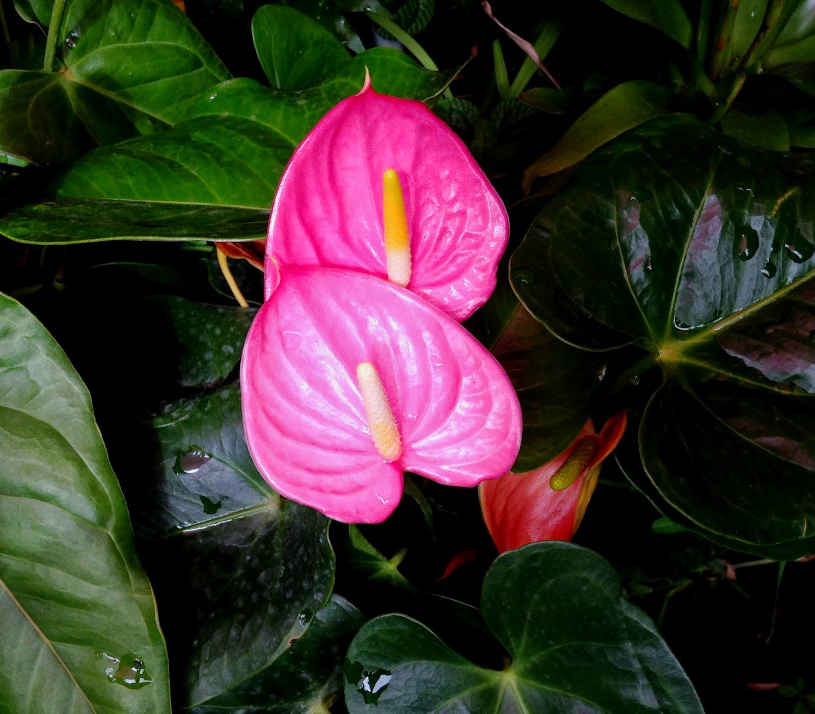 Kert Napravnik´s: Anturios