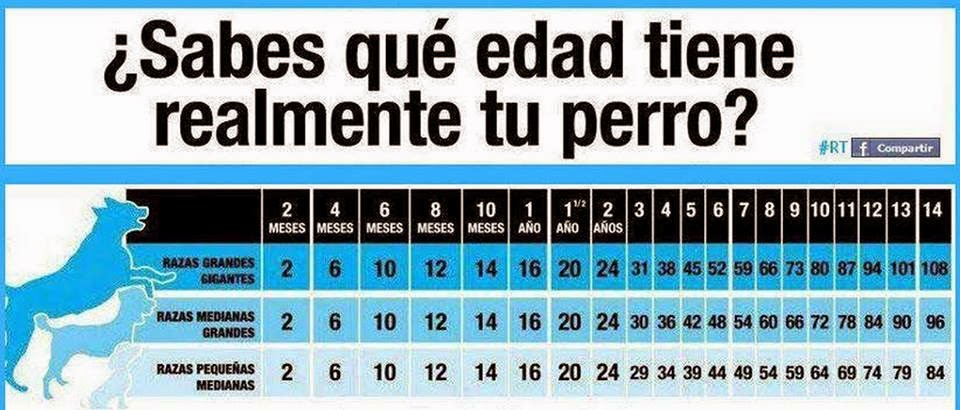 Mascota Gourmet Chile: Datos Veterinarios: ¿Que edad tiene tu perro?