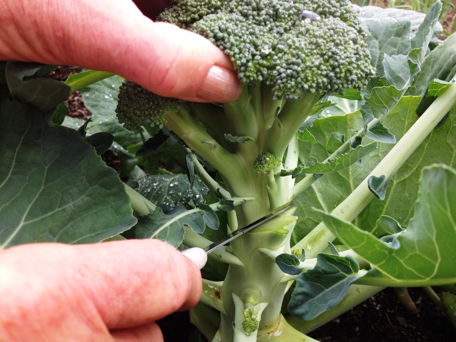 Down To Earth: HOW-TO-PICK Tutorials