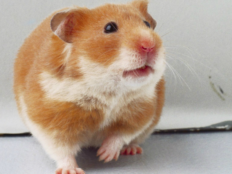 Jenis jenis Hamster Part 1