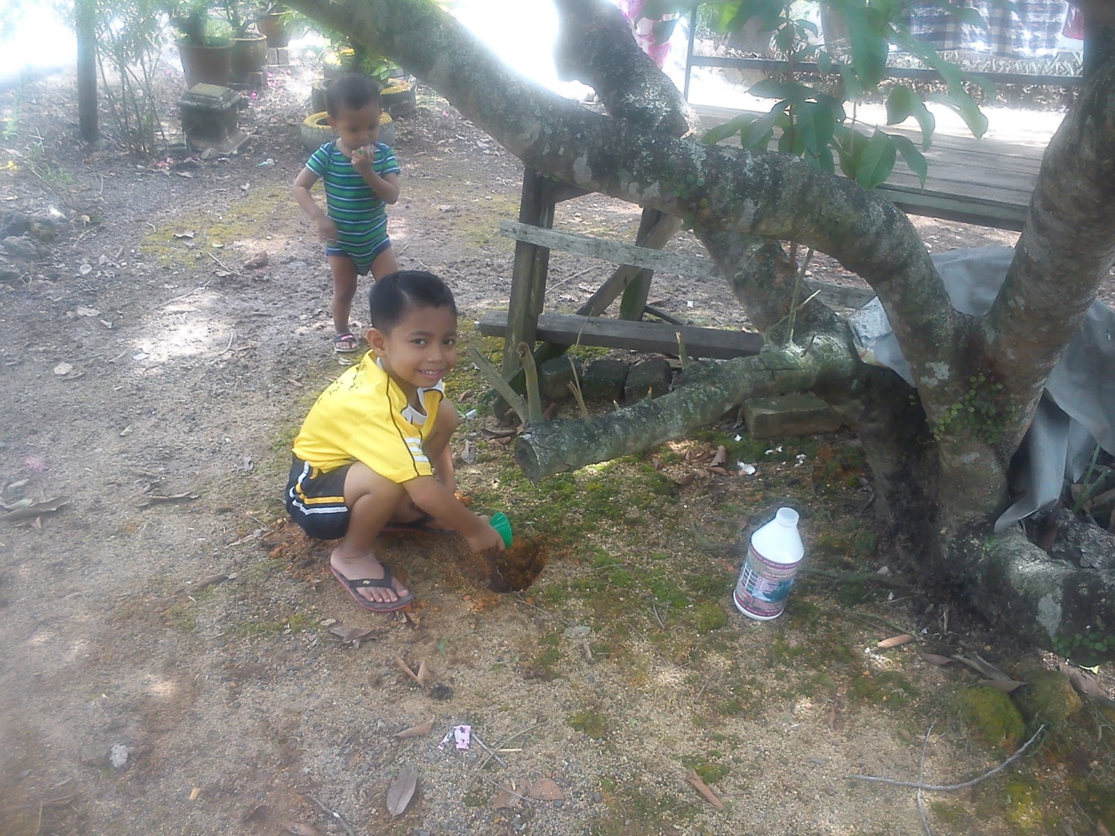 BIO ONE PLUS.BAJA ORGANIK: Bio-One-Plus (Penggunaan Pada Pokok Buah-Buahan)