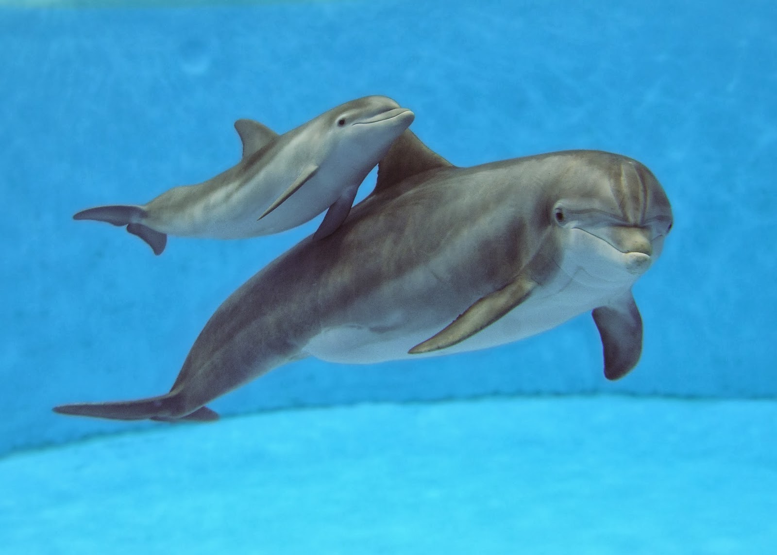Family Time Magazine: Dolphin Calves Born at Brookfield Zoo Continue to ...