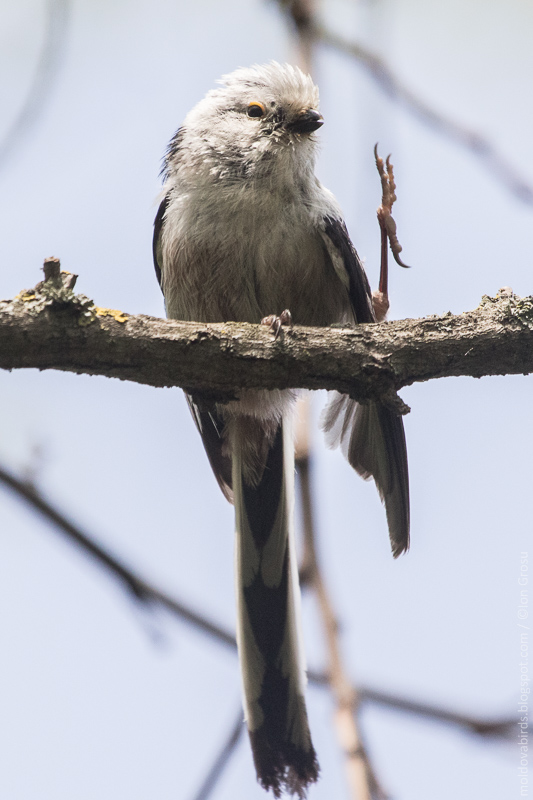 Păsări din Moldova: Pițigoiul codat din Valea Trandafirilor