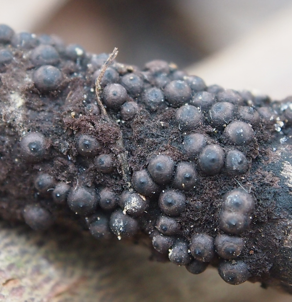 Gombahatározás mikroszkóppal (is): Rosellinia aquila "barnás-fekete ...