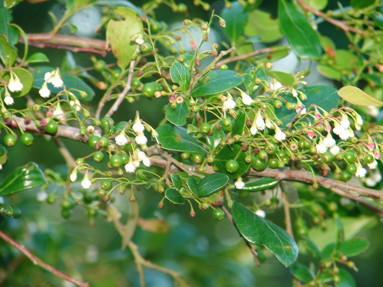 Bayou Lady: Gallberries and Bellyaches!