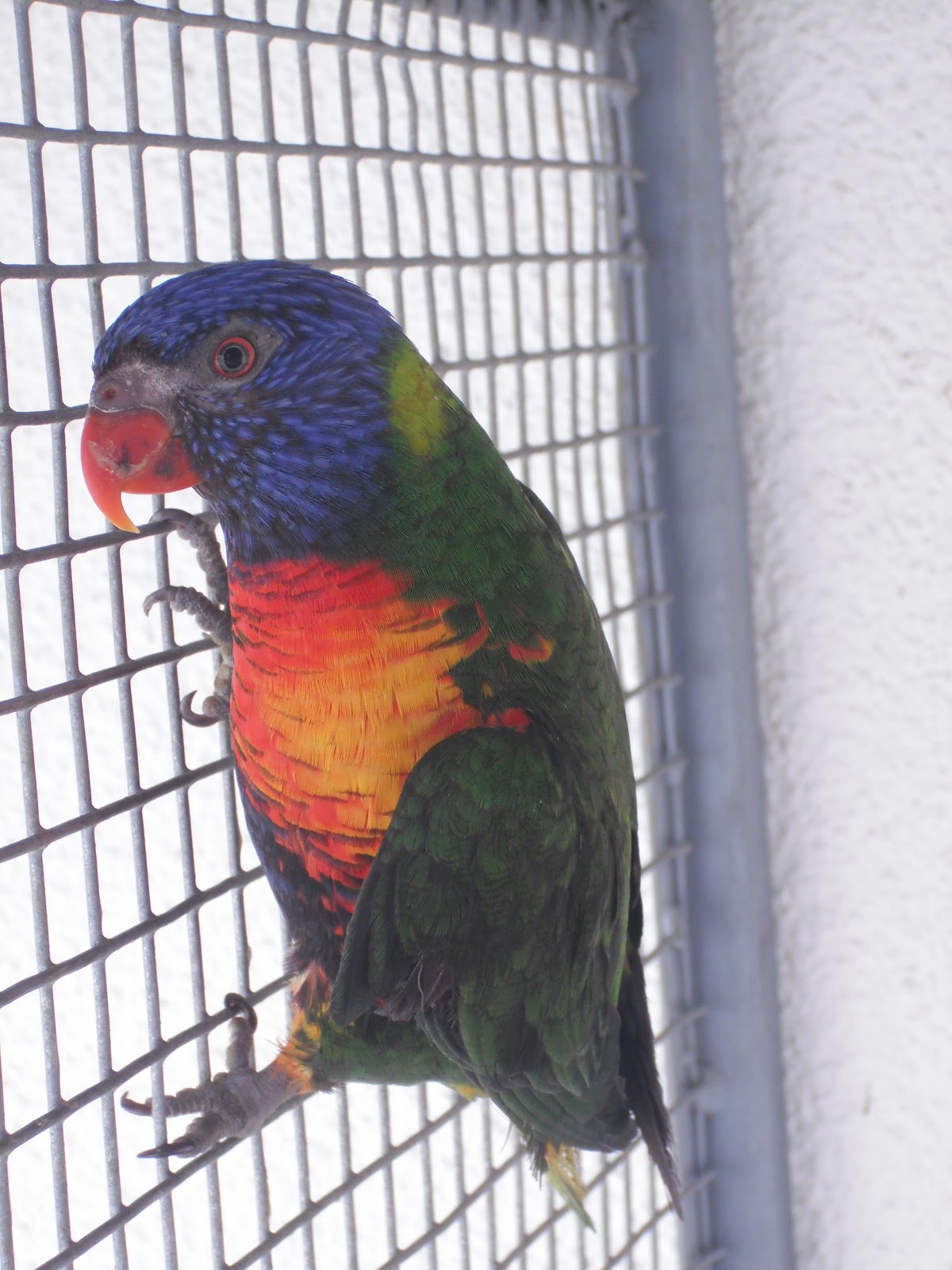 Aves do Fábio: loris arco iris molucanos