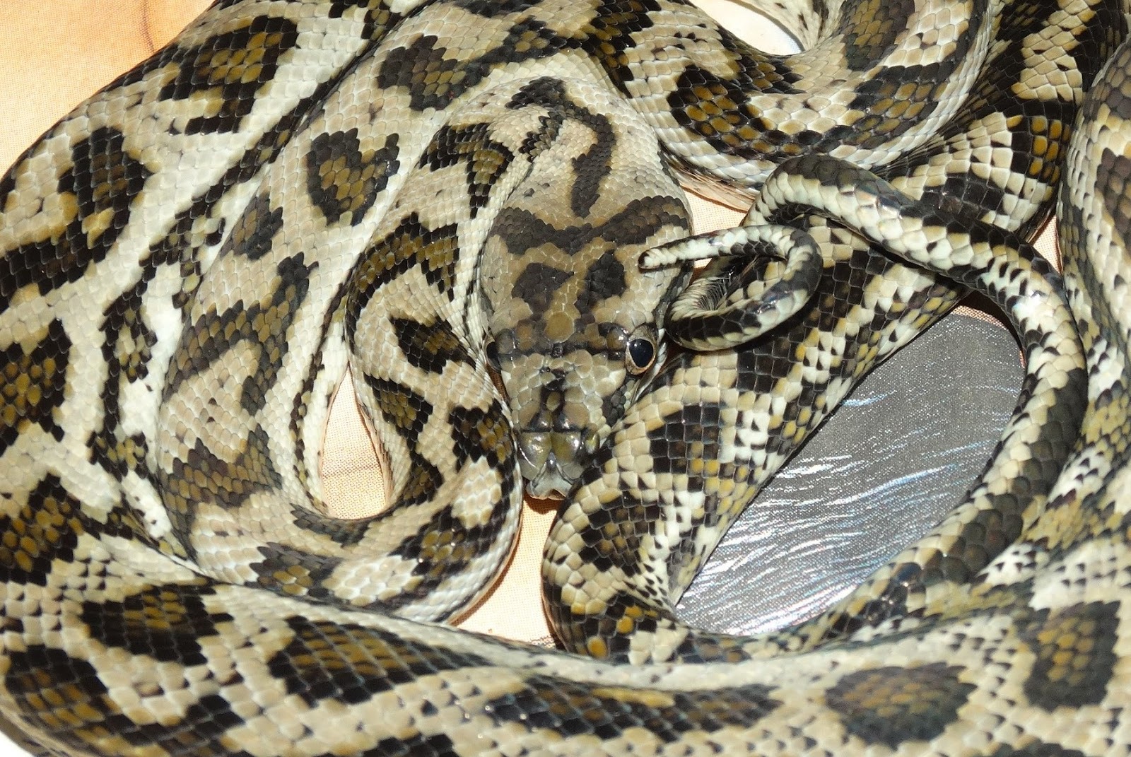 Reptiles Amphibians & Fish: JAGUARS AND JAGGIES CARPET PYTHONS ...