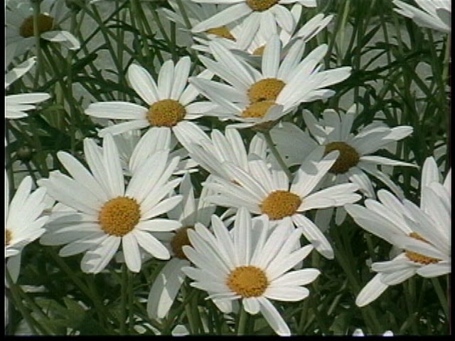 Flowers of Kerala - TravelHome