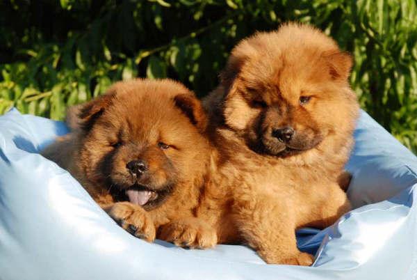 Shau shau perro - Imagui