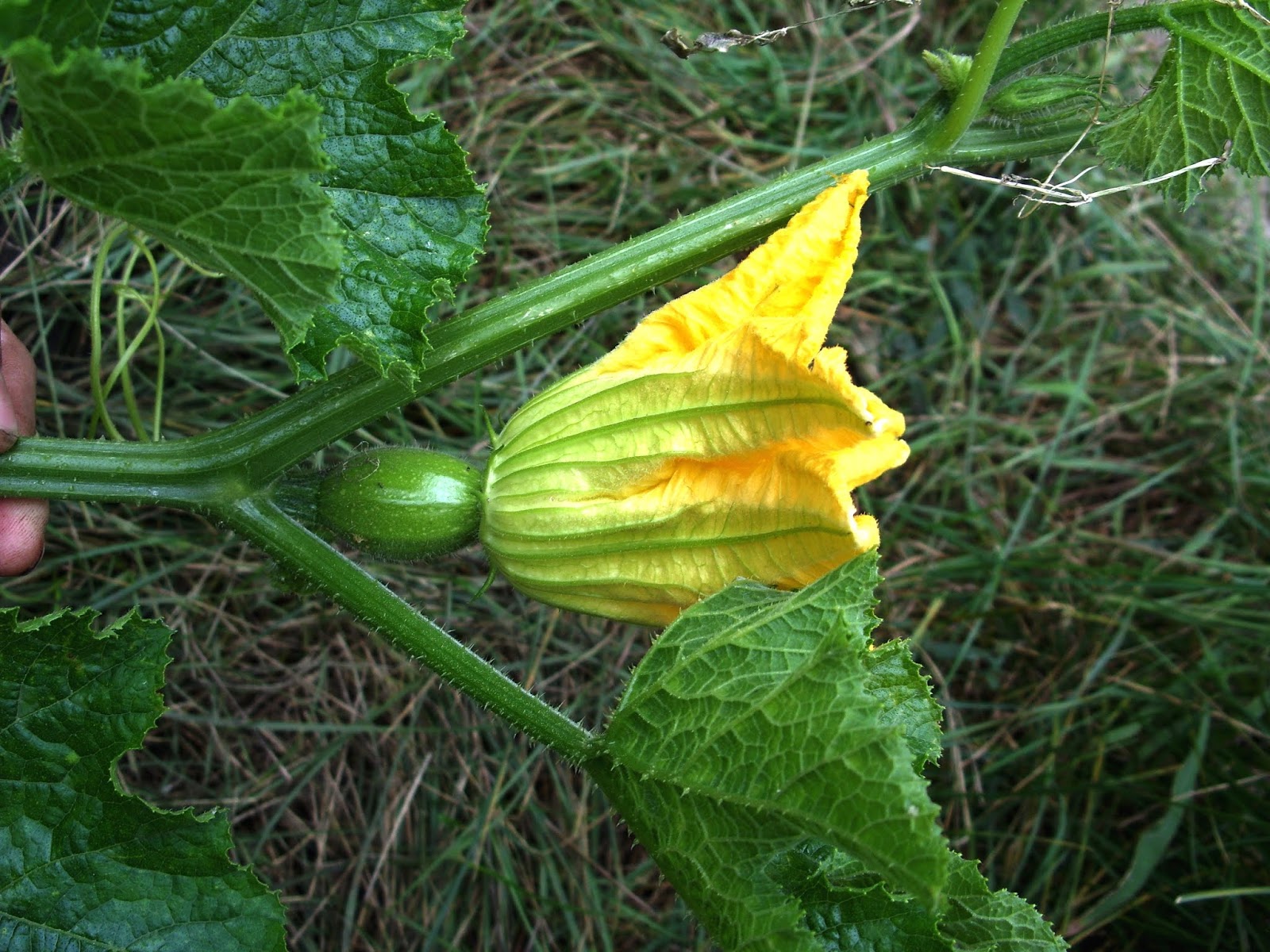 Scirpidiella's Plants: Rare Cultivated Squashes (Cucurbita sp. div.)