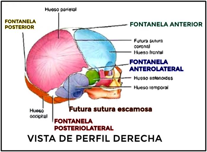 Anatomía del cráneo: huesos, suturas, senos paranasales, fontanelas