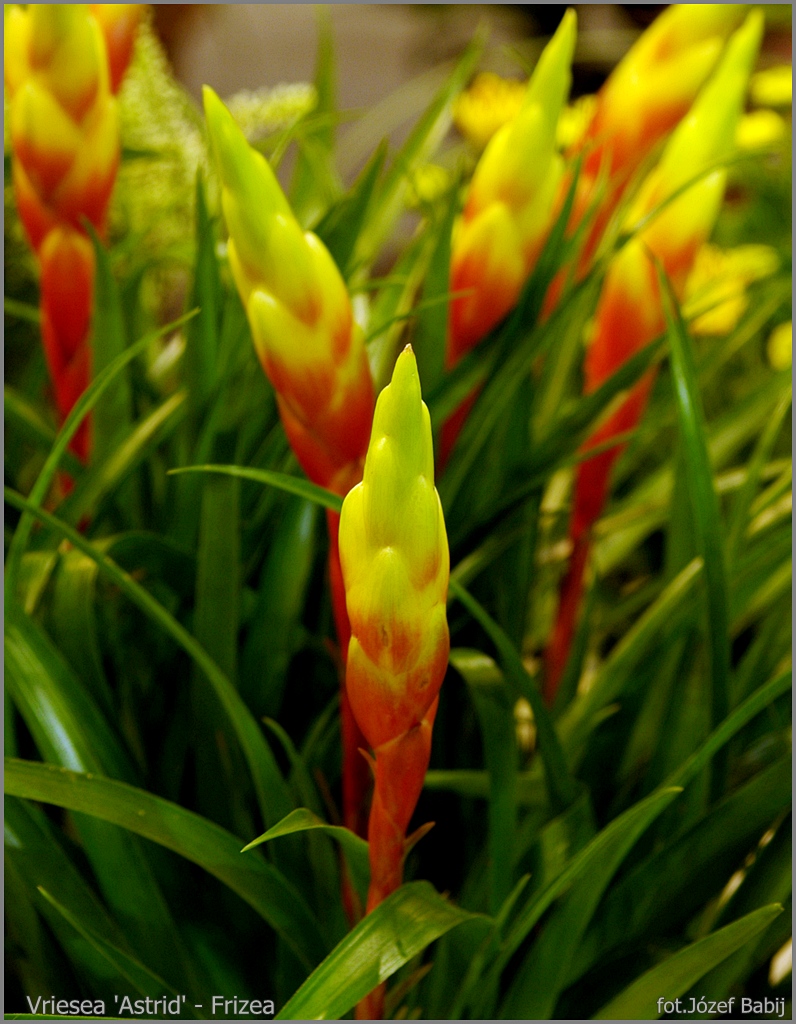 Plant Gallery - Encyklopedia Roślin: Vriesea 'Astrid' - Frizea 'Astrid'