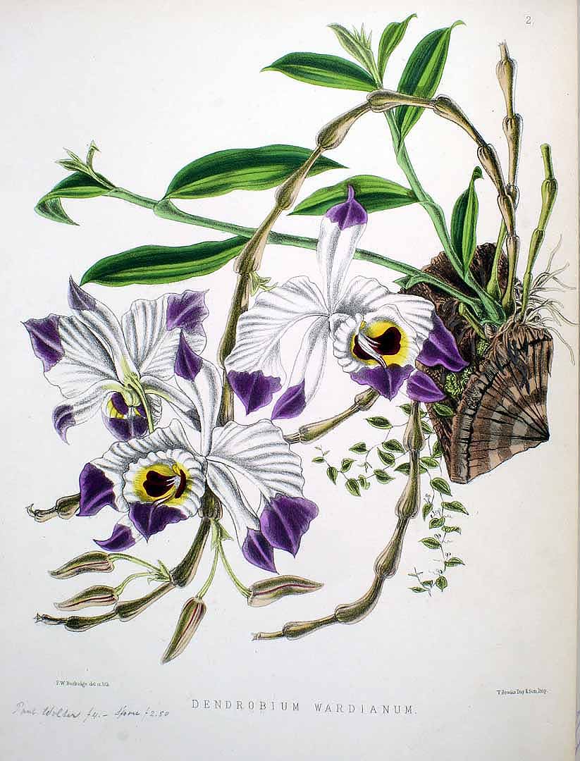Botanical Illustrations Of Orchids