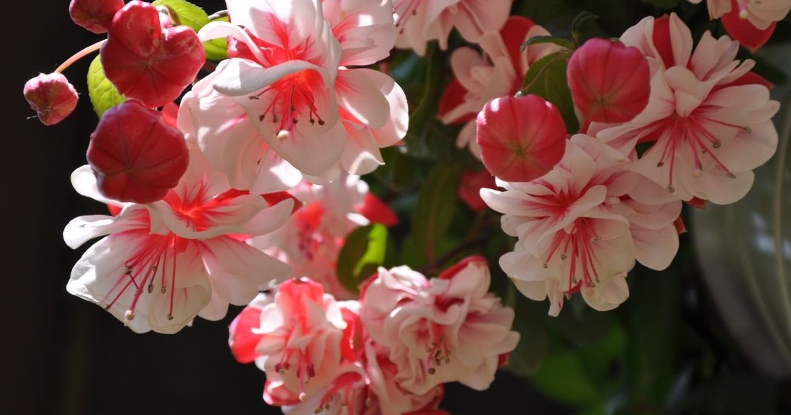 HOW TO GROW FUCHSIAS |The Garden of Eaden